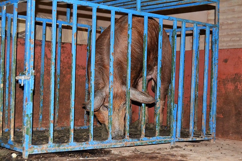 Almagro: El número premiado con la guarrilla de San Antón ...